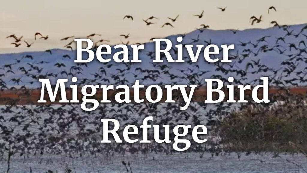 Bear River Migratory Bird Refuge in the Bear River Heritage Area
