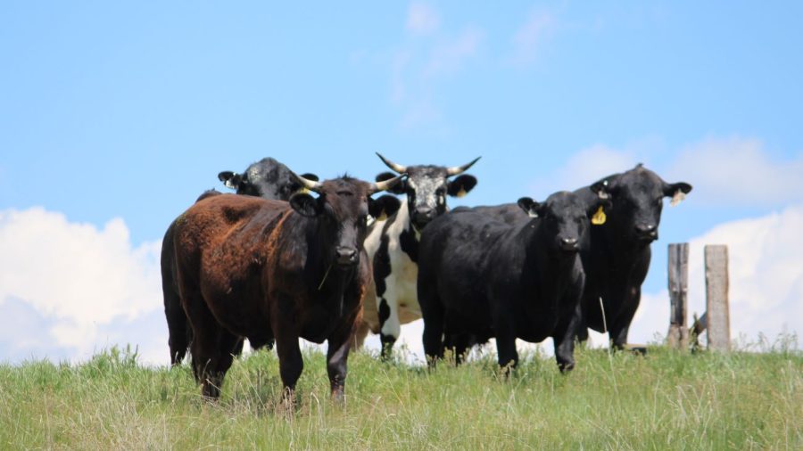 Cache Valley Cheese & Dairy Festival - Bear River Heritage Area