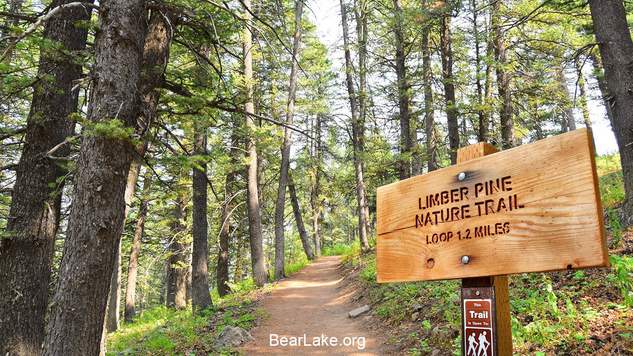 Limber Pine Nature Trail in the Bear River Heritage Area